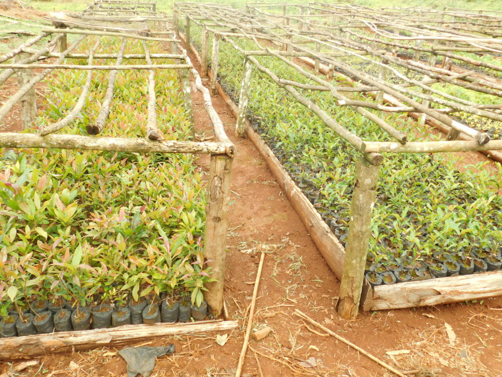 Plant 50,000 Trees in Mount Kenya Forest - GlobalGiving