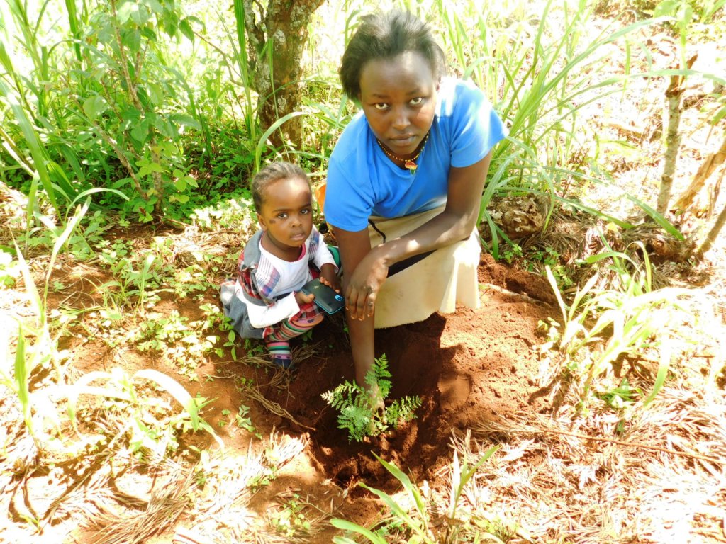 Plant 50,000 Trees in Mount Kenya Forest - GlobalGiving