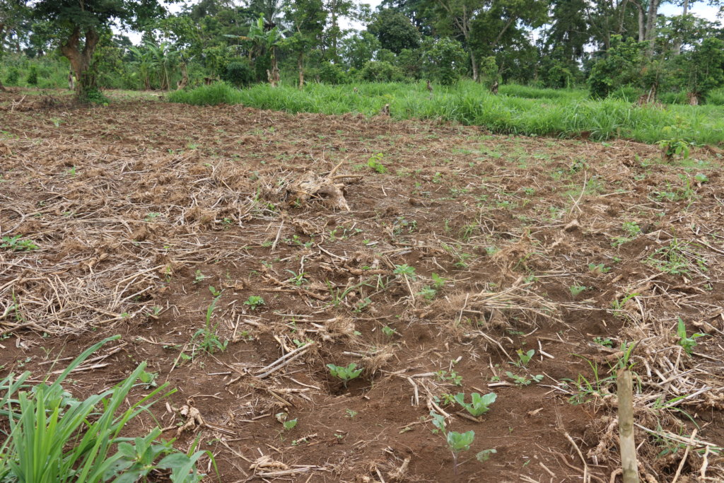 Emergency Irrigation for Cabbage - GlobalGiving