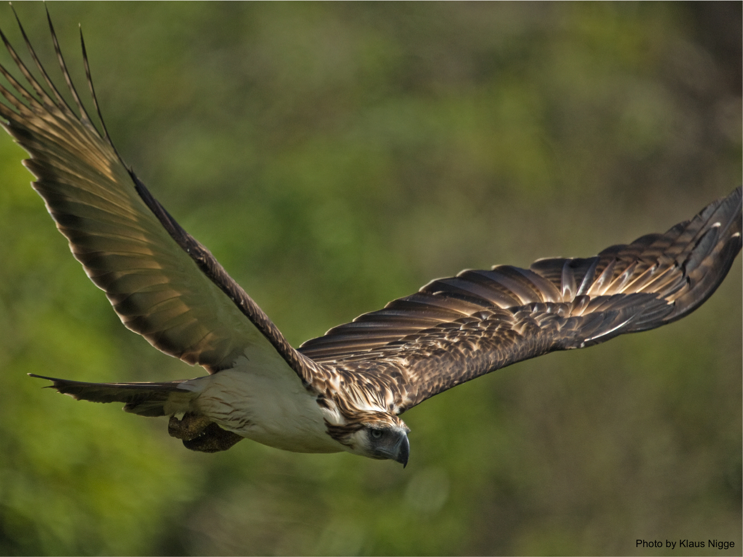 Give a Home for Philippine Wildlife - GlobalGiving