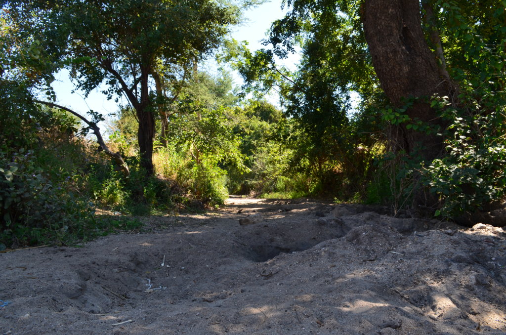 Restore Indigenous Trees for Climate Change - GlobalGiving