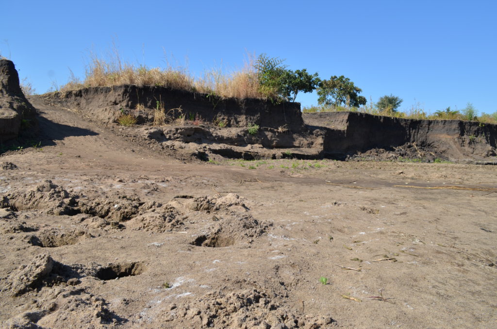 Restore Indigenous Trees for Climate Change - GlobalGiving