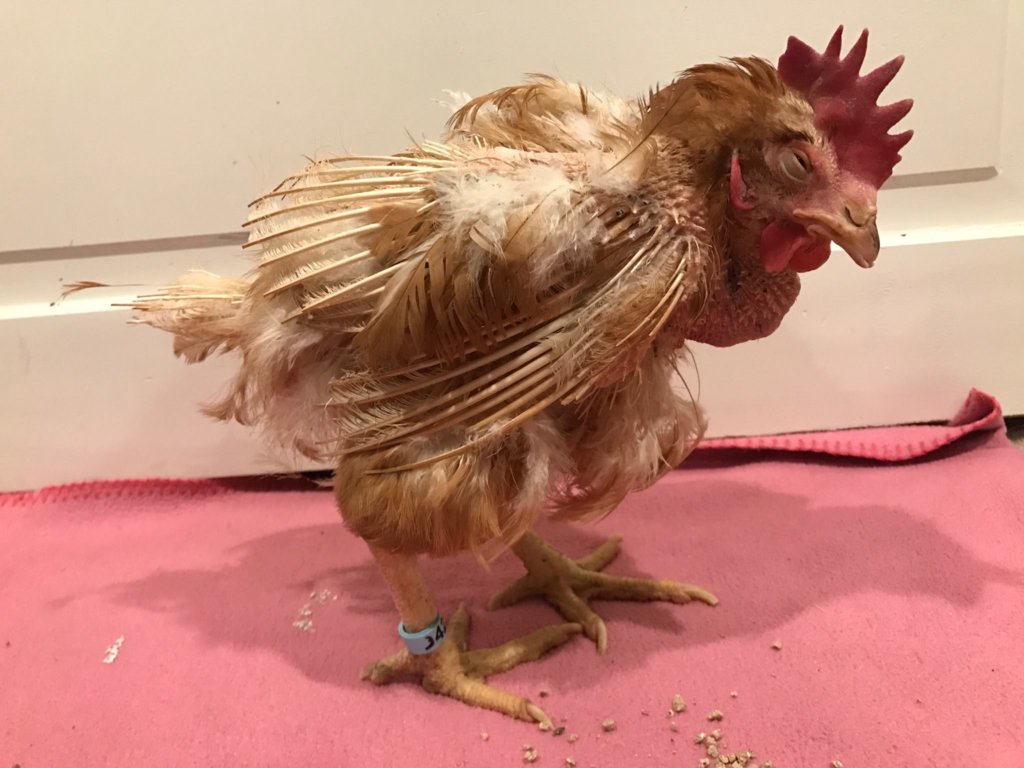 Give Lives Back to Abused Birds - GlobalGiving