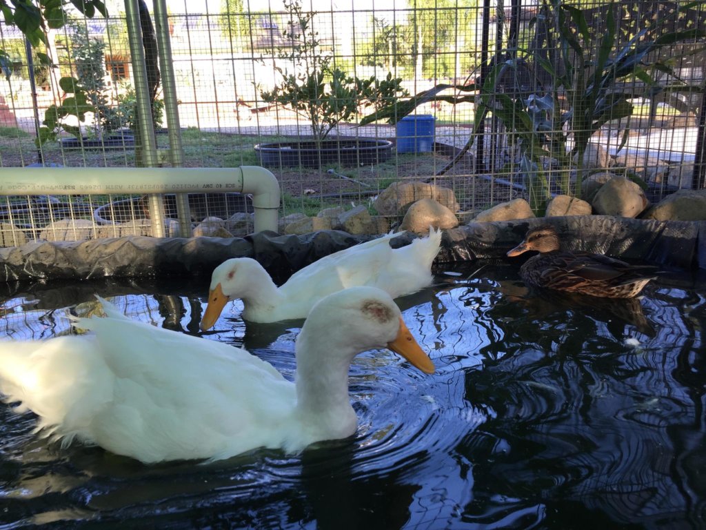 Give Lives Back to Abused Birds - GlobalGiving