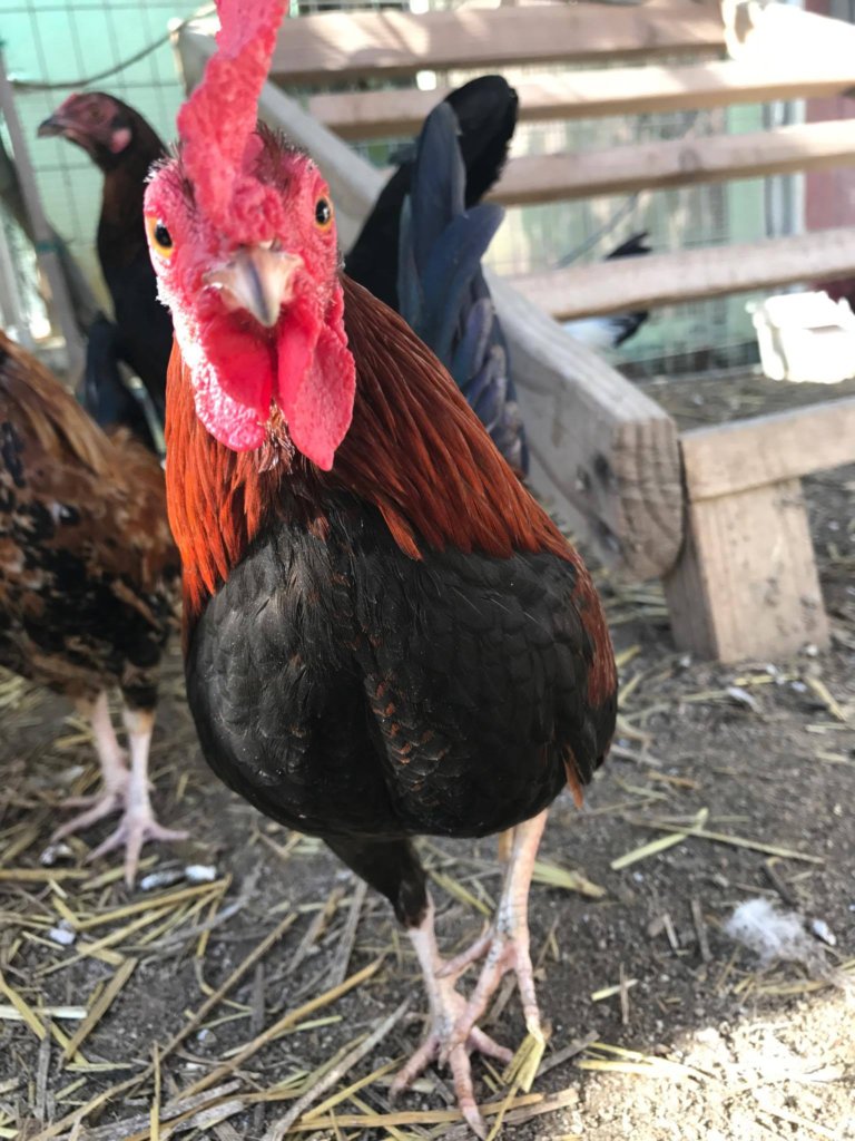 Give Lives Back to Abused Birds - GlobalGiving