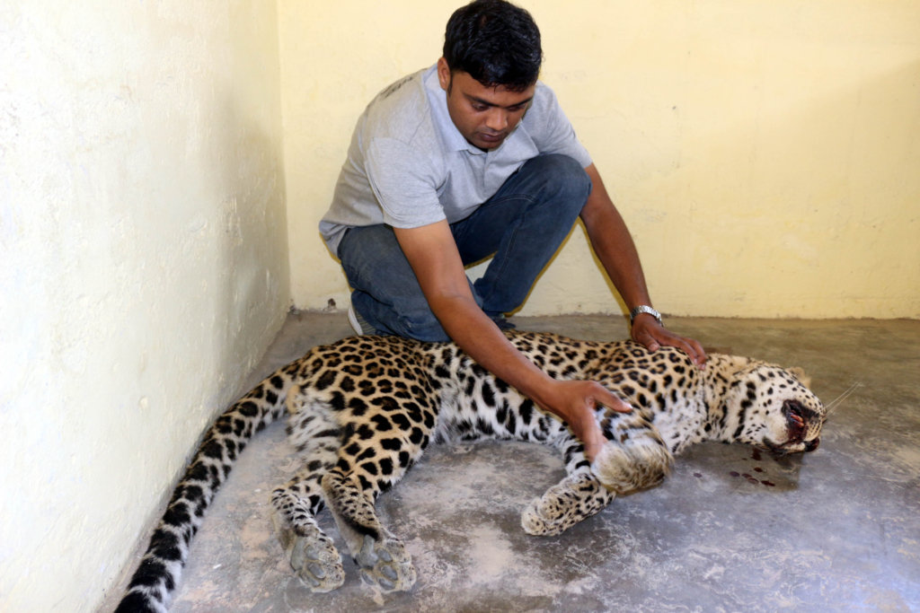 Help Save Leopards of Nepal! - GlobalGiving
