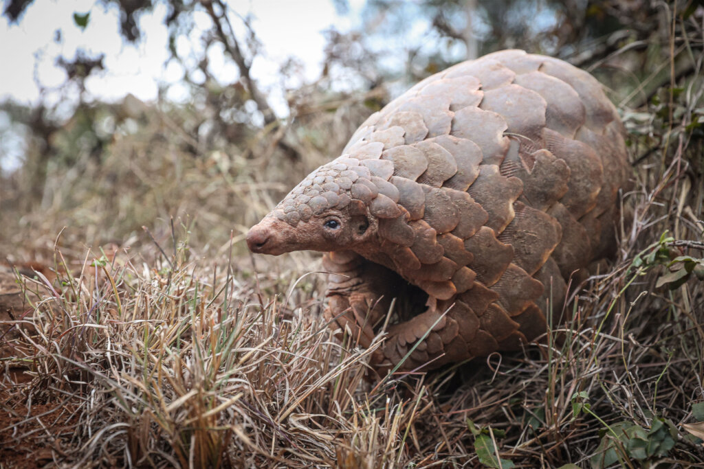 Reports on Protecting Pangolins - GlobalGiving