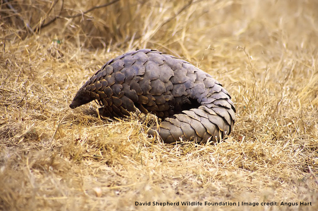 Reports on Protecting Pangolins - GlobalGiving