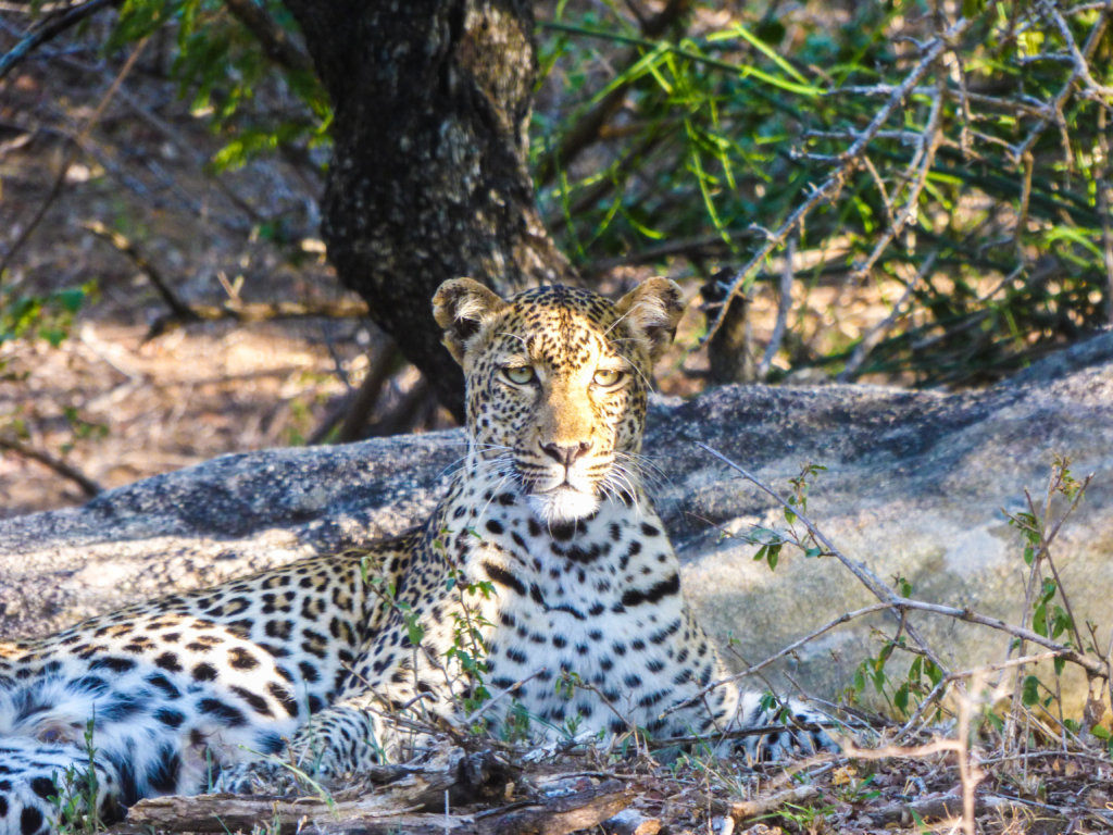 Leopard Research - Conservation Camera Traps - GlobalGiving