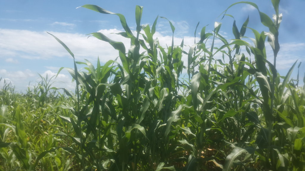 Support 60 farmers in Aweil - GlobalGiving