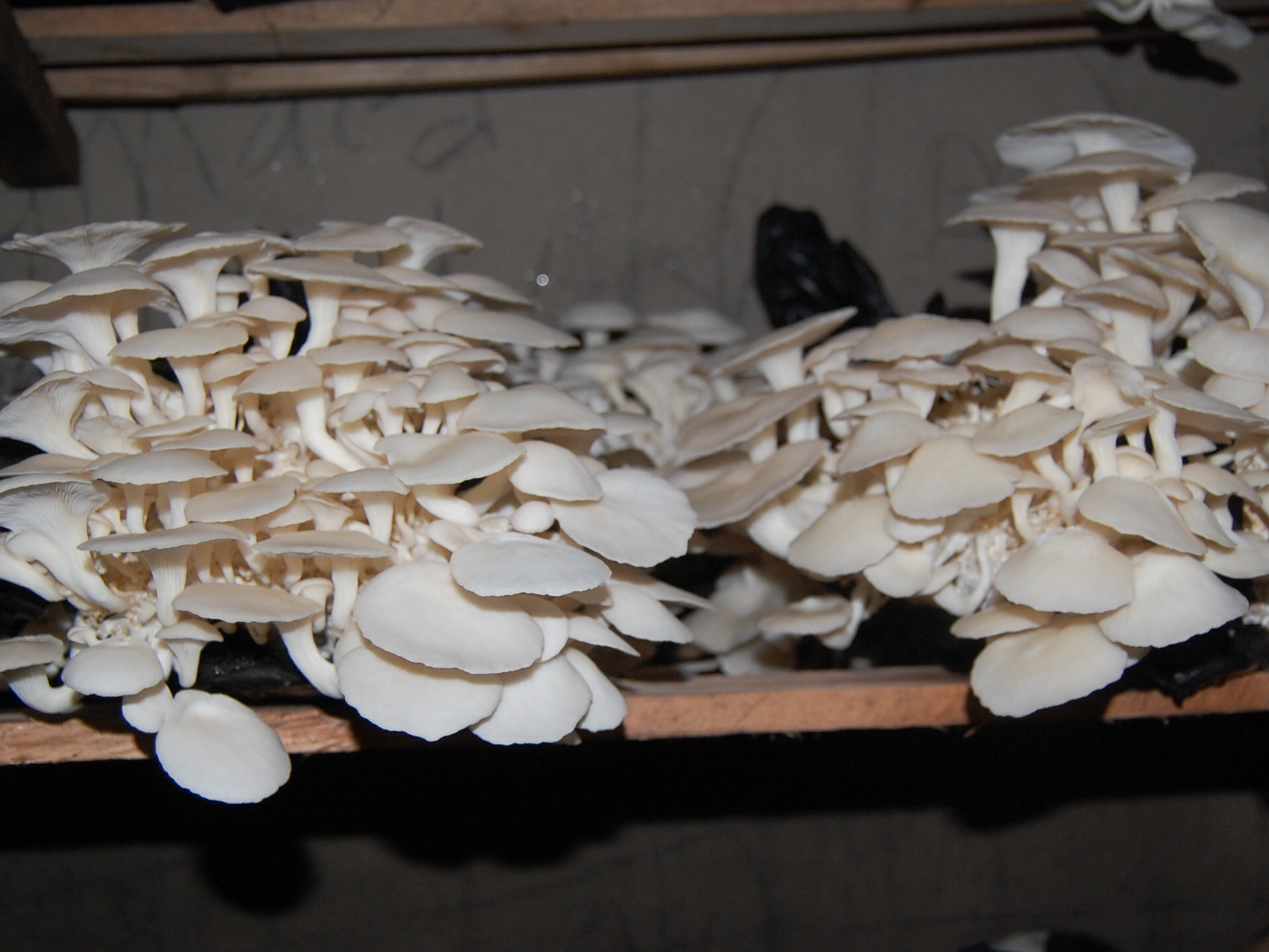 How to Share Mushroom Growing and Processing for Rural HIV Wome ...