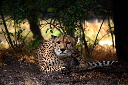 Reports on Support Martin our Cheetah - GlobalGiving
