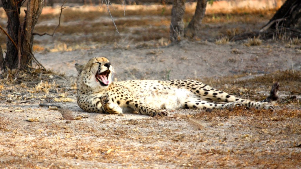 How to Share Support Martin our Cheetah - GlobalGiving