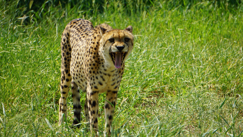 Reports on Support Martin our Cheetah - GlobalGiving