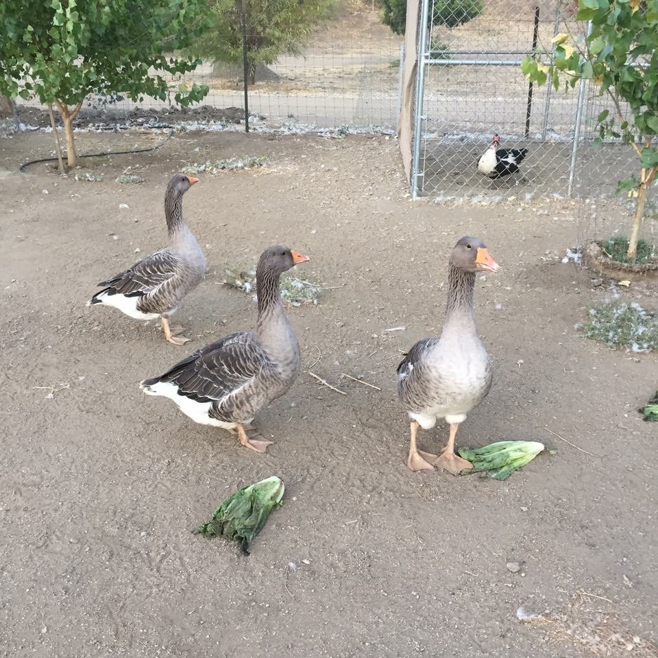 Ducks & Geese Need You! Be a Waterfowl Warrior! - GlobalGiving