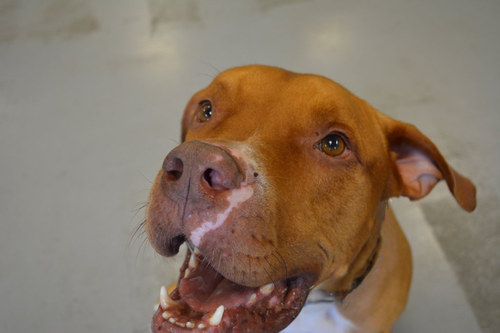 A Way Back Home - a free microchipping program - GlobalGiving