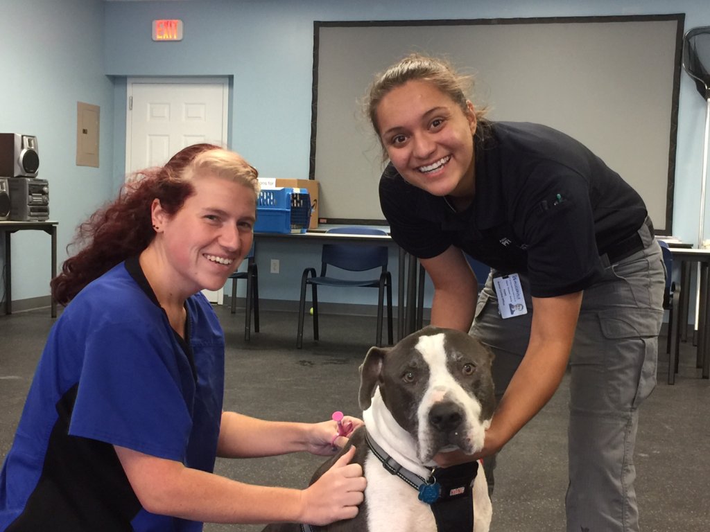 A Way Back Home - a free microchipping program - GlobalGiving