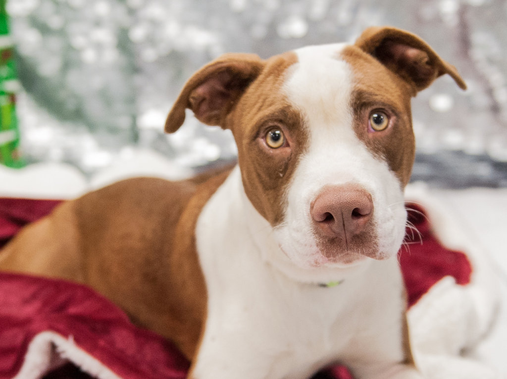 A Way Back Home - a free microchipping program - GlobalGiving