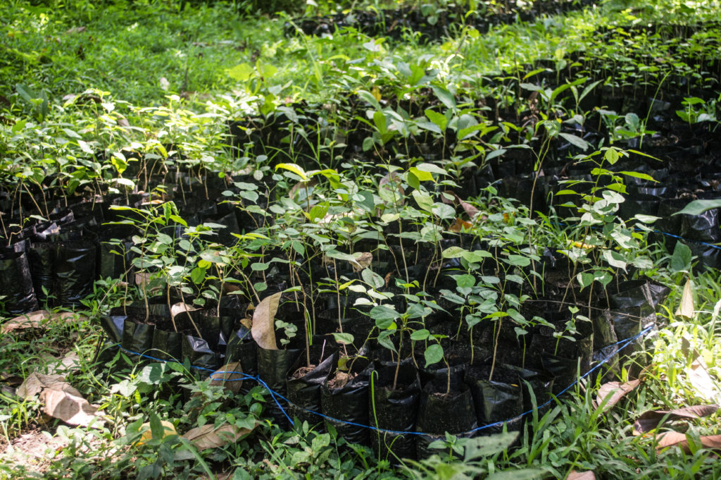 Help Us Plant 1 Hectare of Philippine Native Trees - GlobalGiving