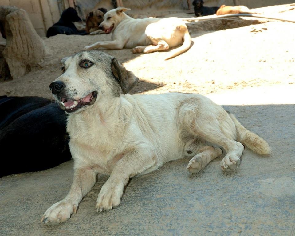 Christmas gift for 270 rescued dogs in Venezuela! - GlobalGiving