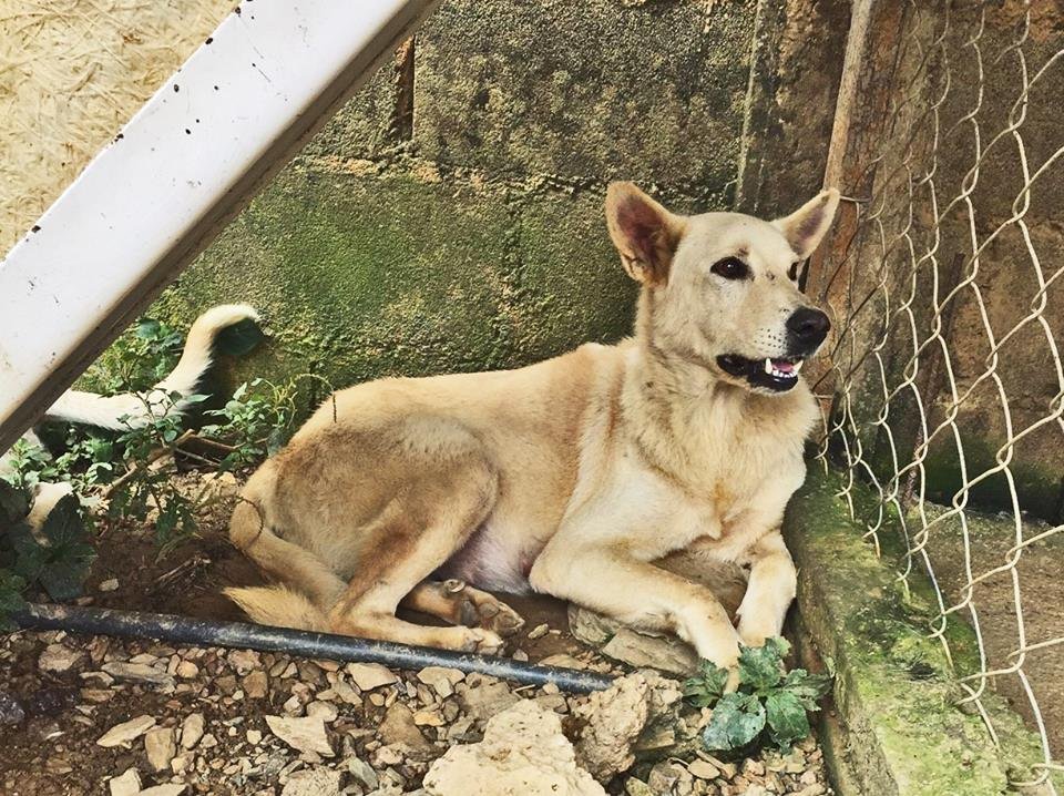 Christmas gift for 270 rescued dogs in Venezuela! - GlobalGiving