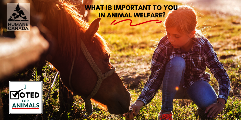 Reports on No Animals Left Behind - Help Them Escape Violence ...