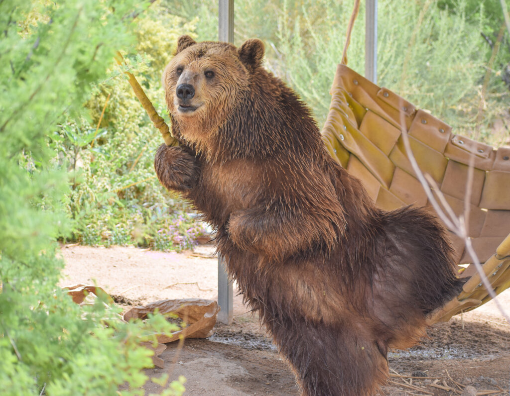 Reports on Help Feed Rescued Exotic & Wild Animals in Arizona ...