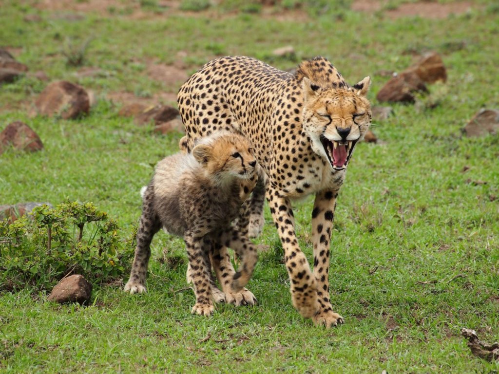 Reports on Support Maasai Mara Big Cat Wildlife Research - GlobalGiving
