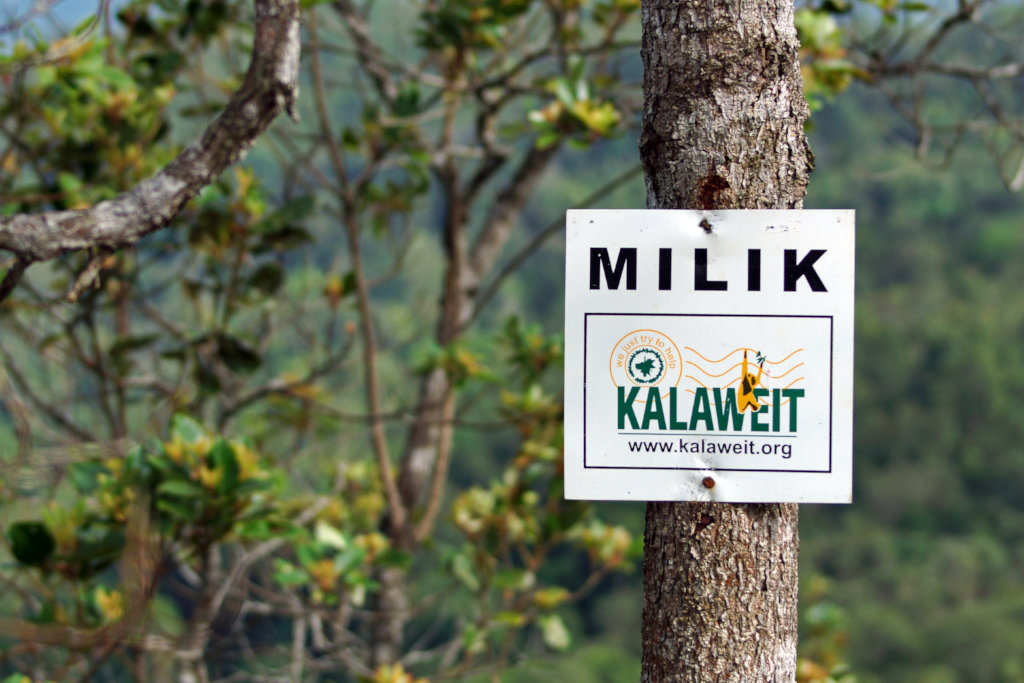 Save the Forest of Gibbons in Indonesia! - GlobalGiving
