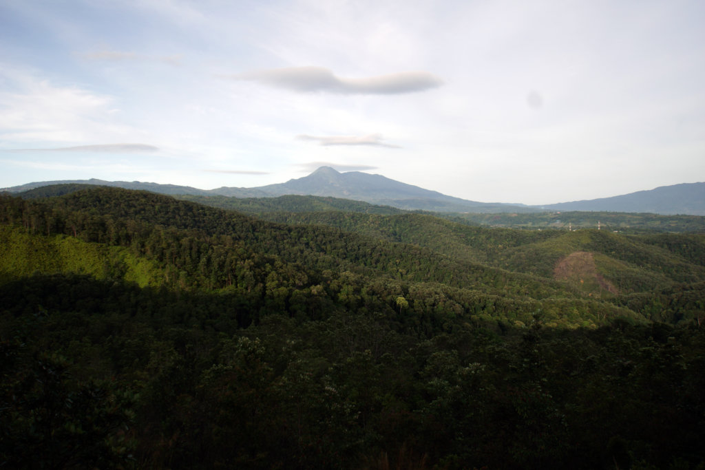 Save the Forest of Gibbons in Indonesia! - GlobalGiving