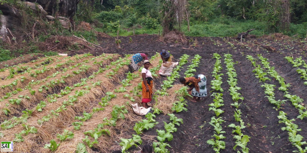 Organic Farming for Small Farmers in Tanzania - GlobalGiving