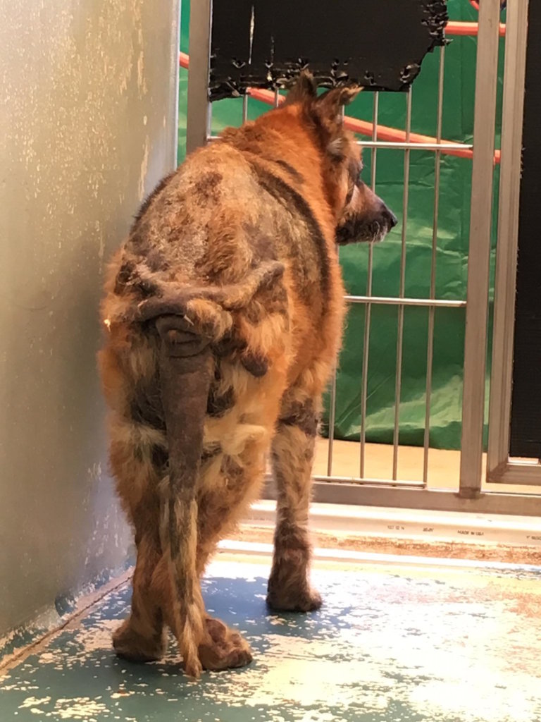 Save the Lives of Homeless Animals in Oregon - GlobalGiving