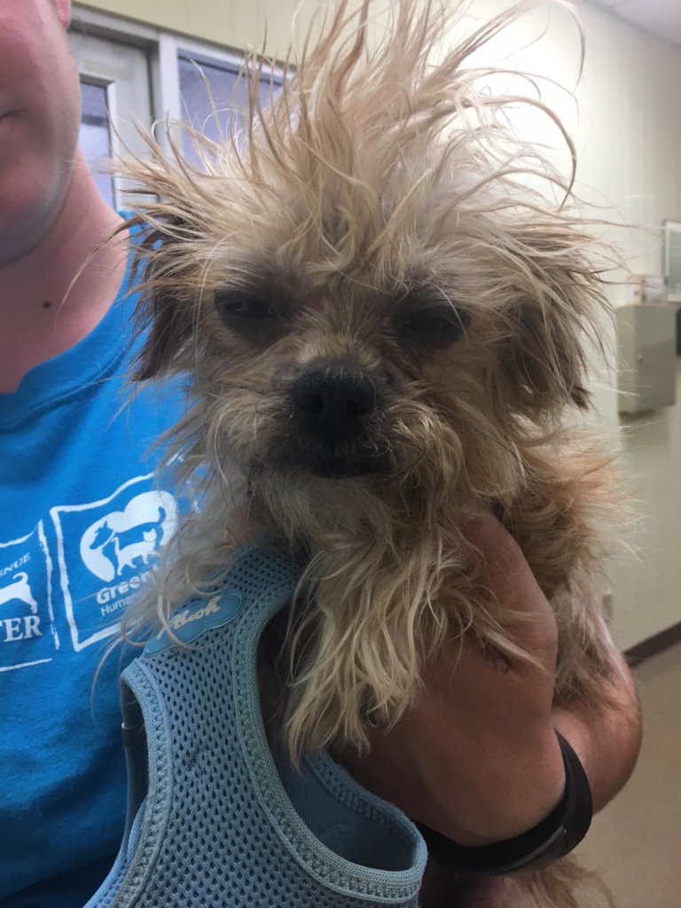 Save the Lives of Homeless Animals in Oregon - GlobalGiving