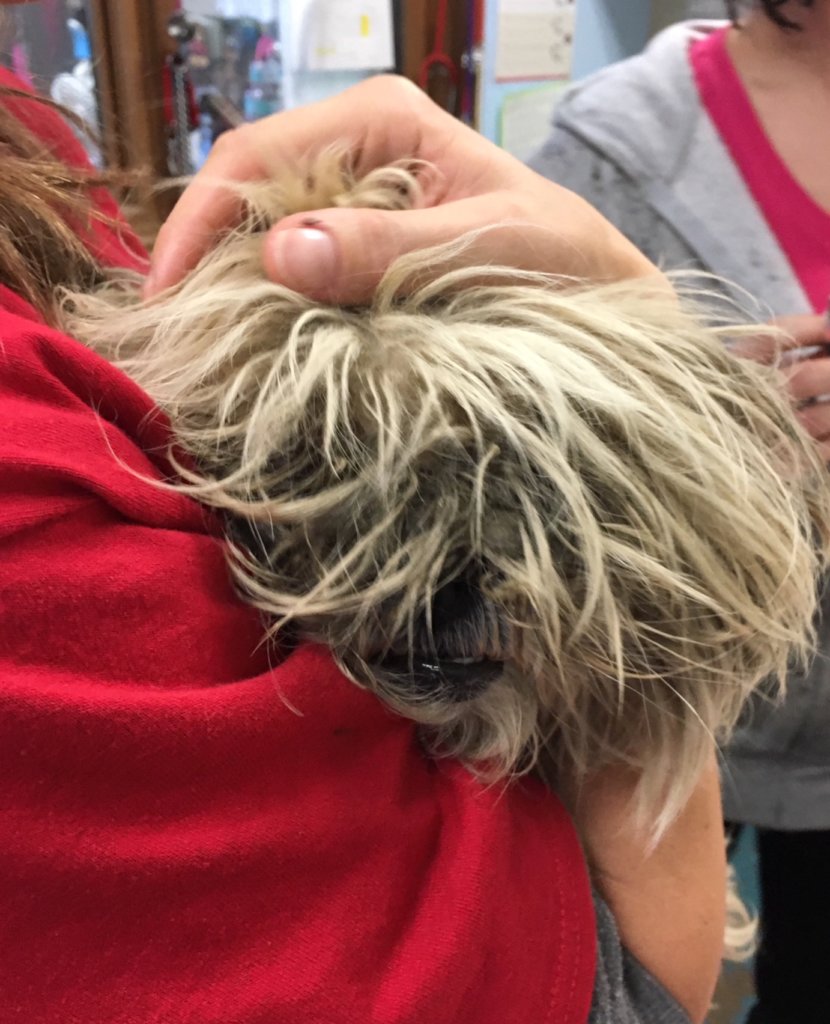 Save the Lives of Homeless Animals in Oregon - GlobalGiving