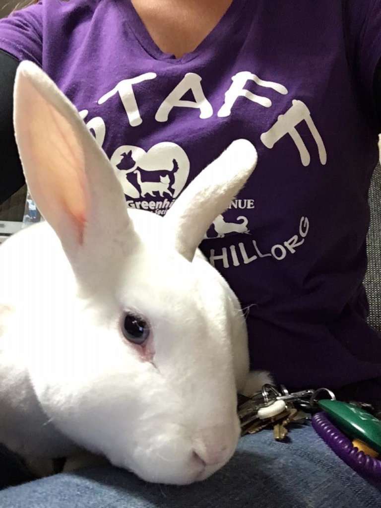 Save the Lives of Homeless Animals in Oregon - GlobalGiving