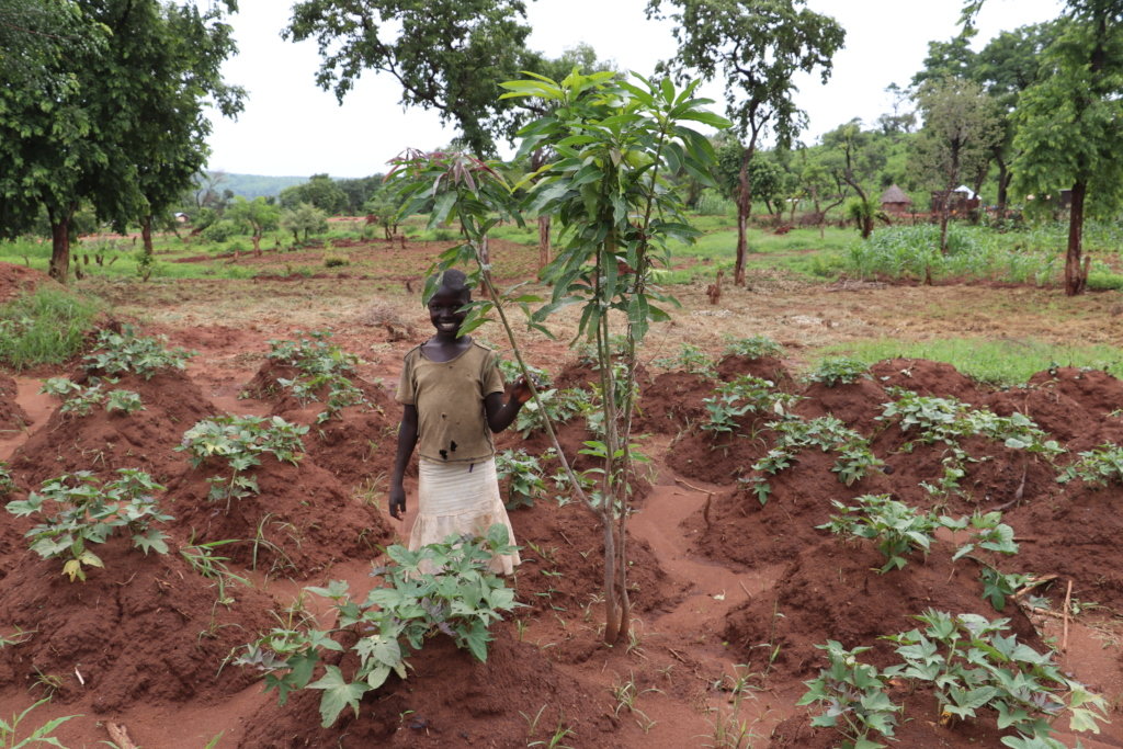 Reports on Plant 50,000 Native Trees for Refugees in Uganda - GlobalGiving