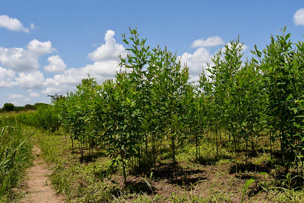 Plant 50,000 Native Trees for Refugees in Uganda - GlobalGiving