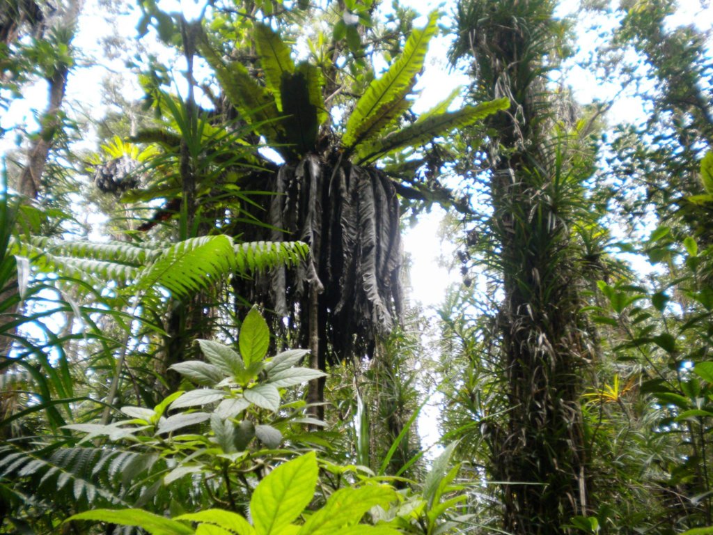 Restore & Protect Hawaii's Native Lowland Forest - GlobalGiving