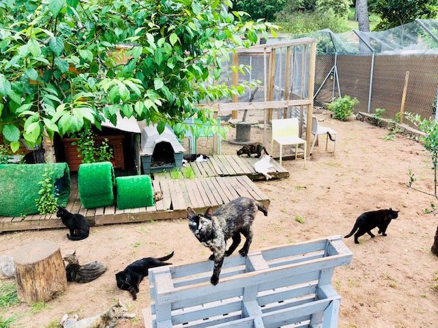 Support No Kill Cat Sanctuary - GlobalGiving