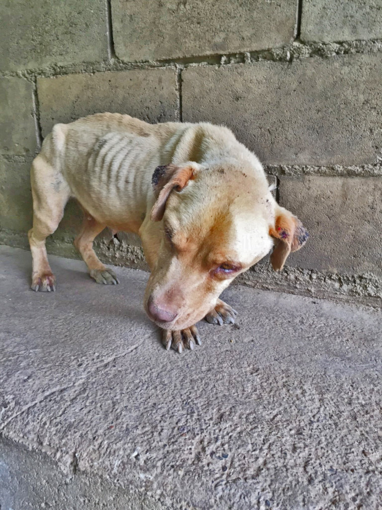 Change the lives of dogs and cats in Venezuela - GlobalGiving