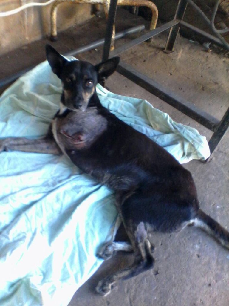 Change the lives of dogs and cats in Venezuela - GlobalGiving