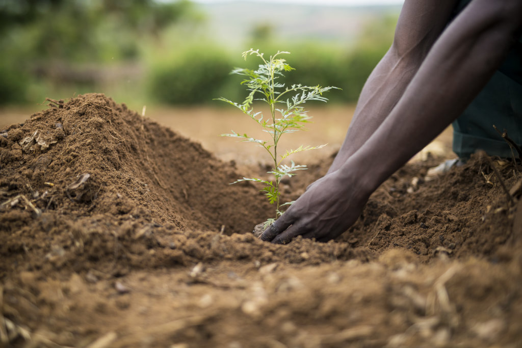 Help 60 Rwandan Students Fight Poverty with Trees - GlobalGiving