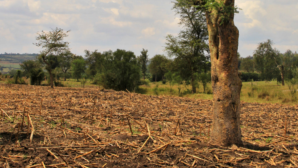 Help 60 Rwandan Students Fight Poverty with Trees - GlobalGiving