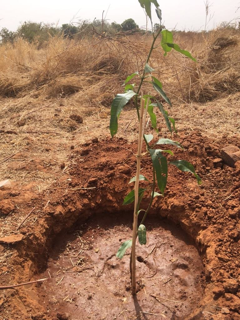 Plant a Tree in Mali - GlobalGiving