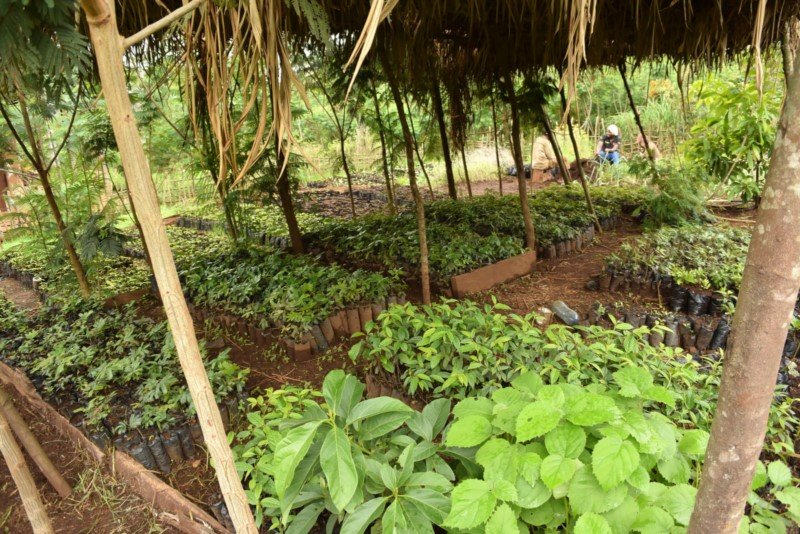 Plant 50000 Trees to Save 2 villages in Cameroon - GlobalGiving
