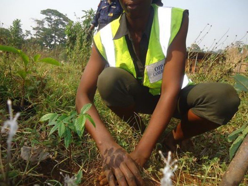 Plant 50000 Trees to Save 2 villages in Cameroon - GlobalGiving