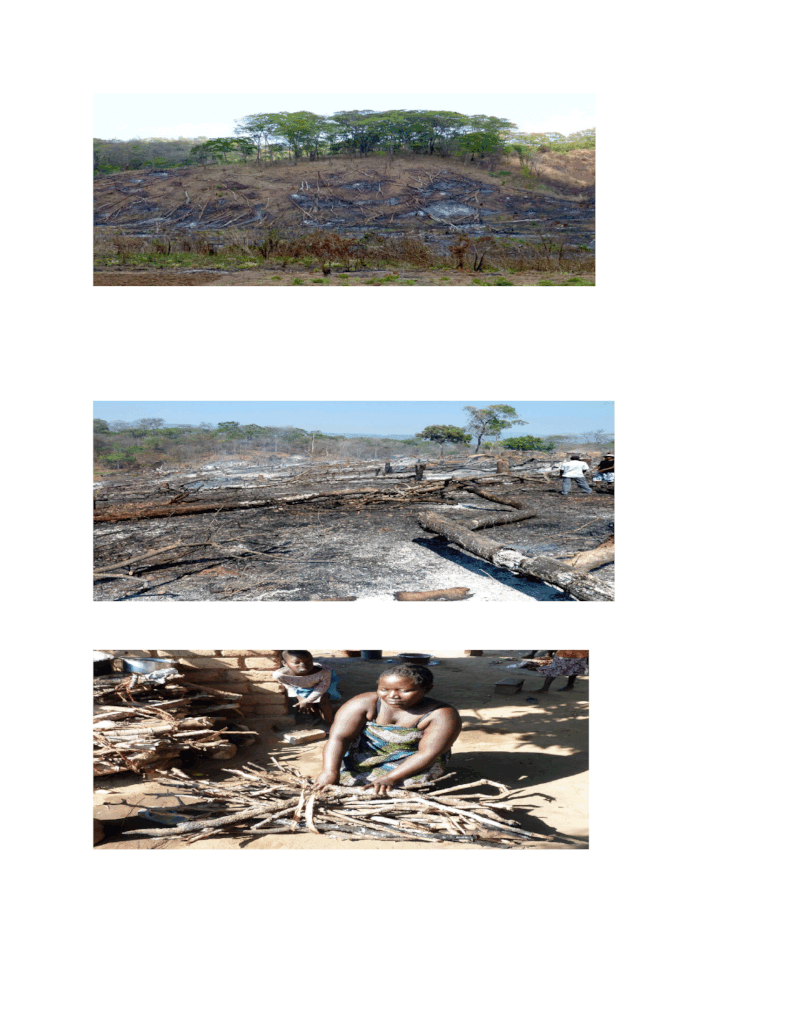 Enhanced livelihood and tree planting in Rorya - GlobalGiving