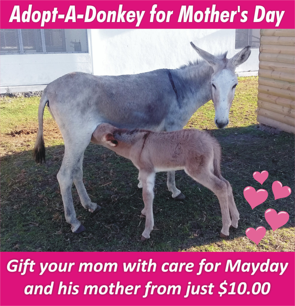 Save a life and Adopt a Donkey in Cape Town - GlobalGiving