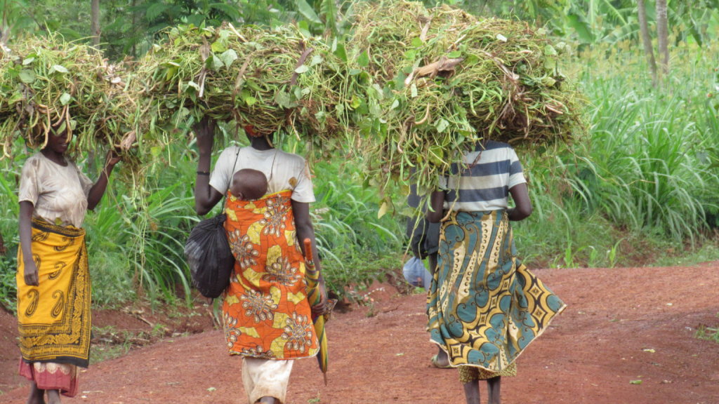 Empower 2000 local Rwandan Farmers & Restore 100ha - GlobalGiving