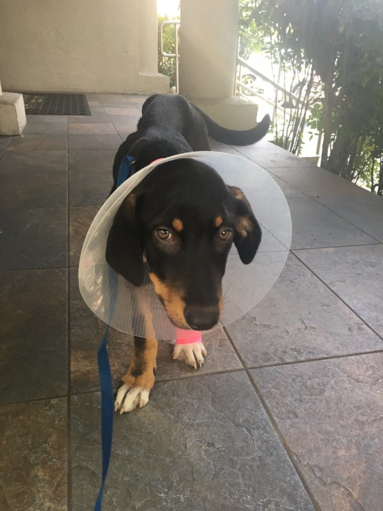 Help Save a Pet's Life - GlobalGiving